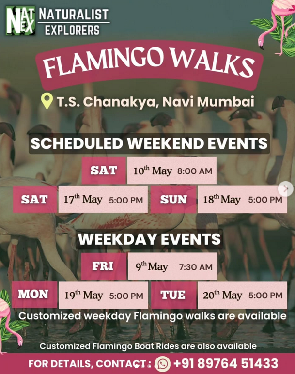 flamingo walk 17th may – Mumbai Hikers